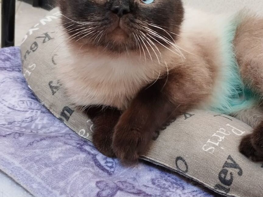 Кошка Тася ищет дом