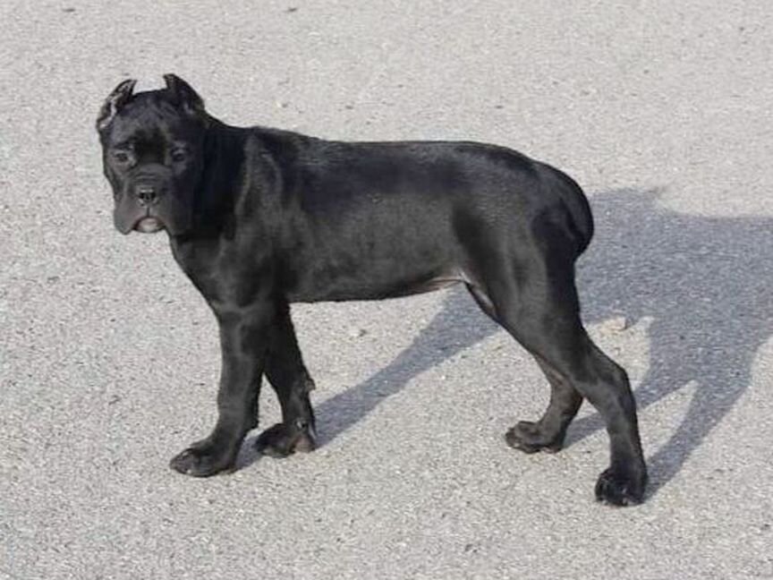 Девочки- угольки. Без белого в окрасе