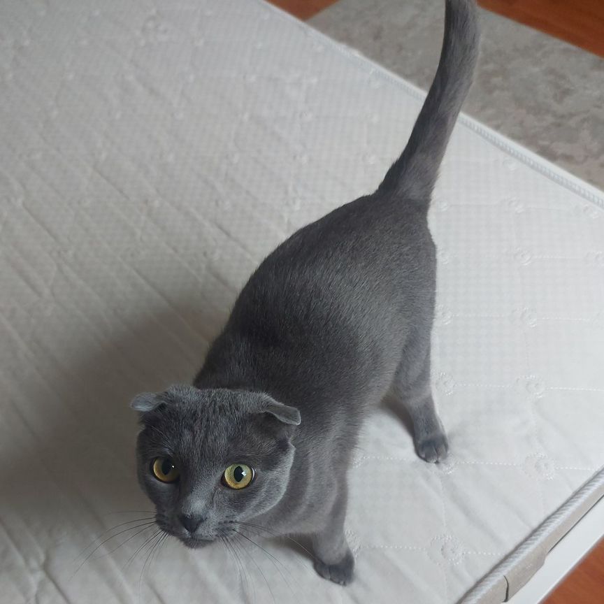 Шотландская вислоухая короткошёрстная, взрослая кошка