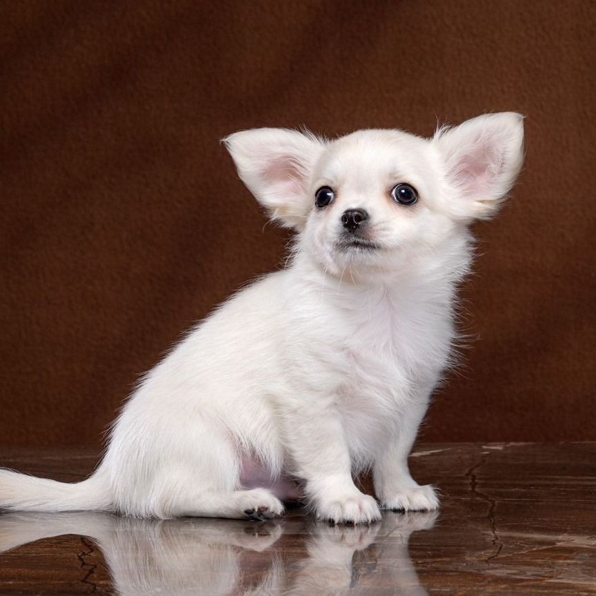 Щенки чихуахуа