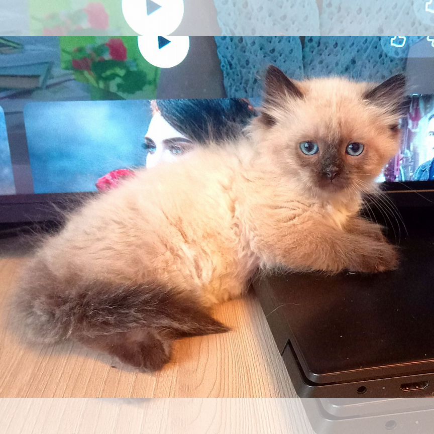 Невский маскарадный котёнок