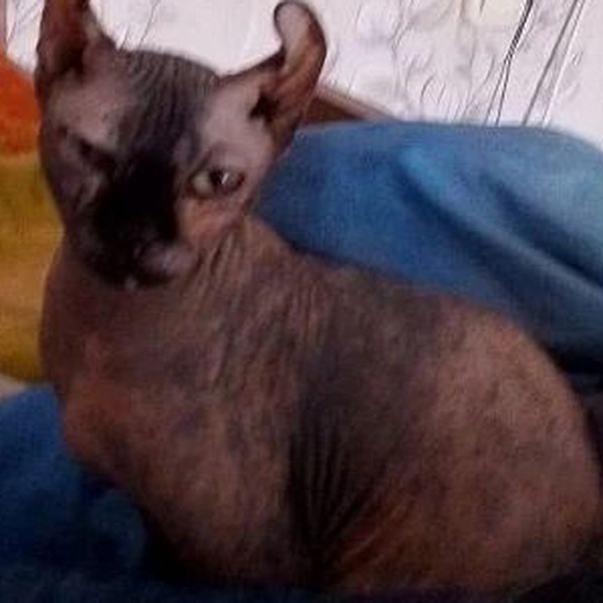 Шотландский вислоухий короткошёрстный, взрослый кот