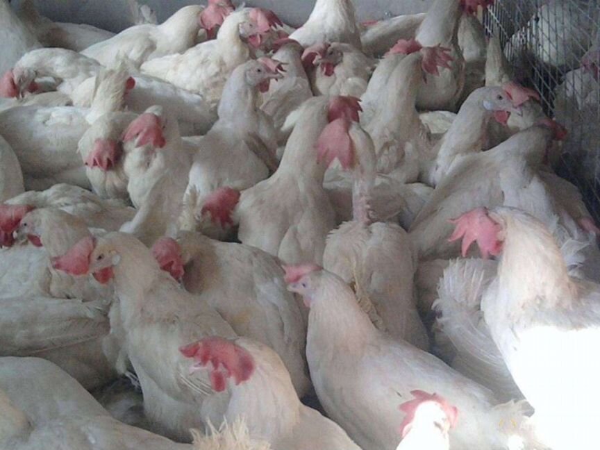 Куры не сушки