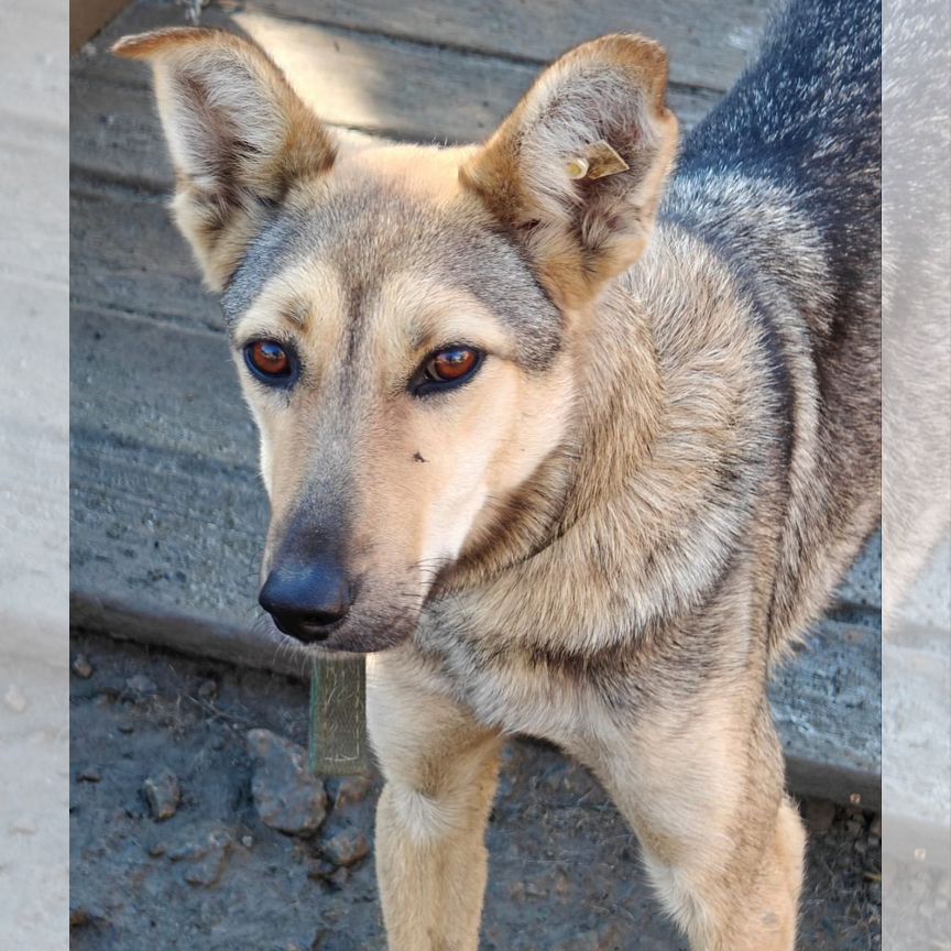 Взрослая собака в добрые руки