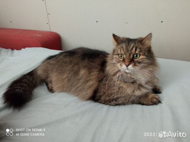 Сибирский котик