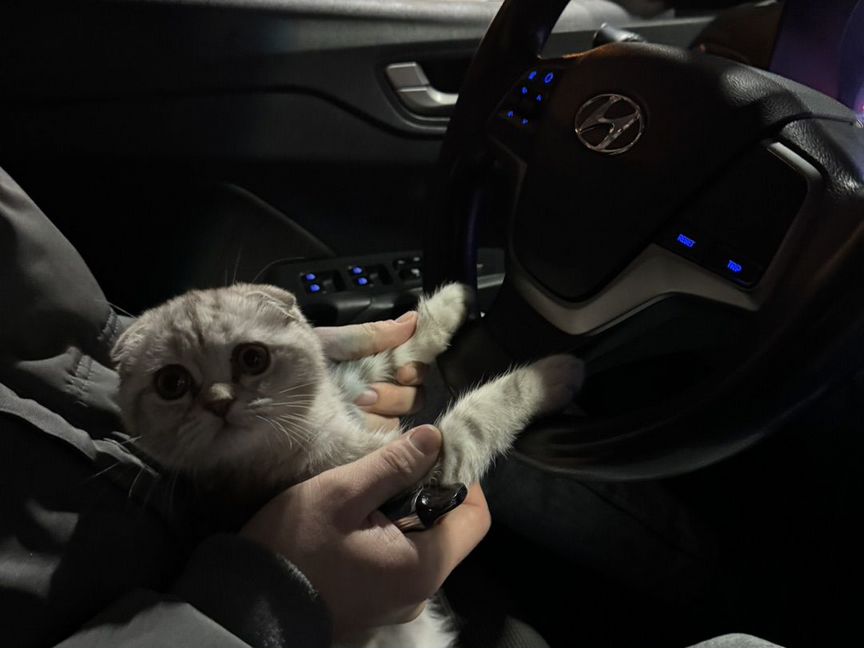 Кот для вязки (котик шотландец)