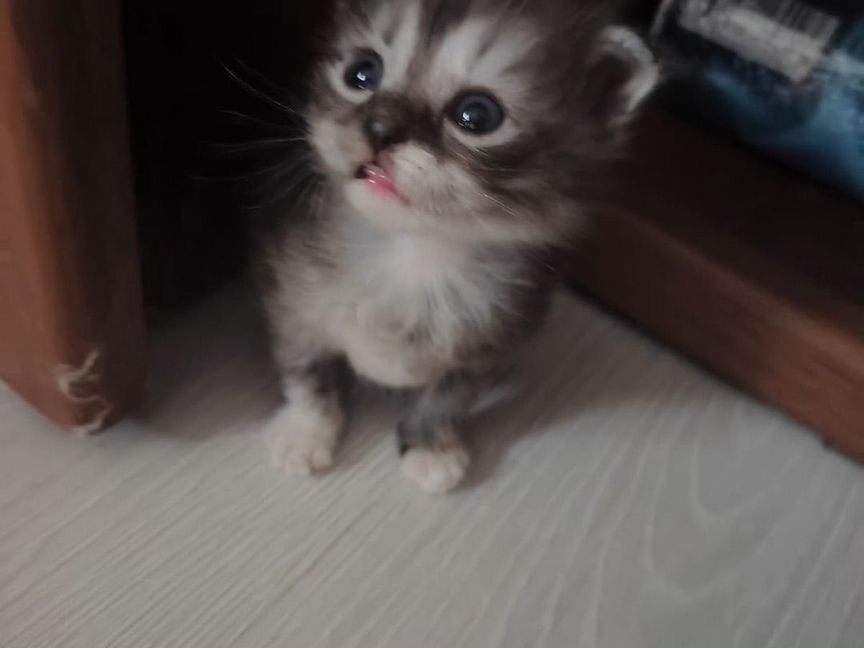 Котята помесь вислоухой и обычной