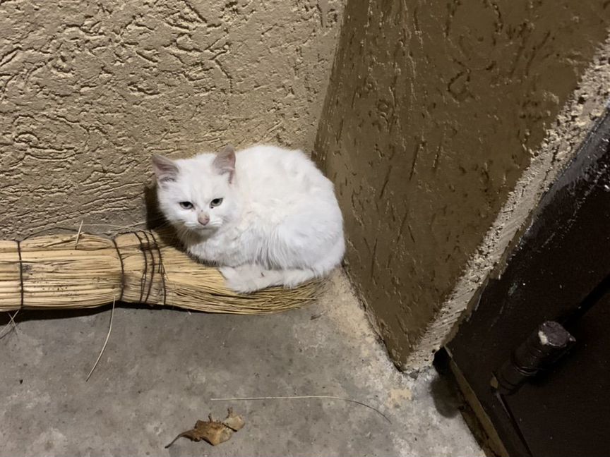 Котята в добрые руки даром