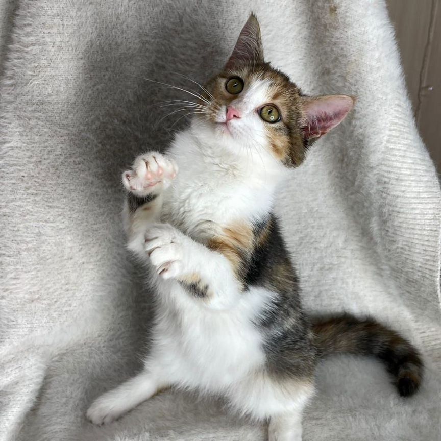 Котенок ищет дом