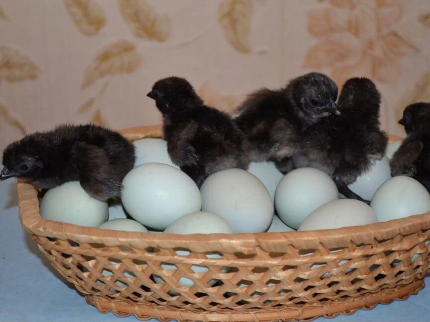 Цыплята суточные Ухей Илюй