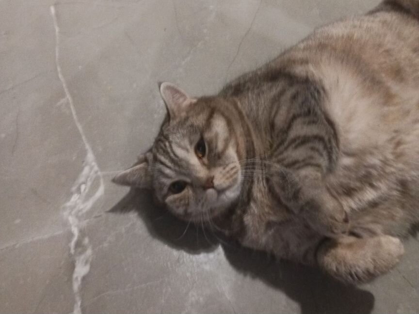 Британская