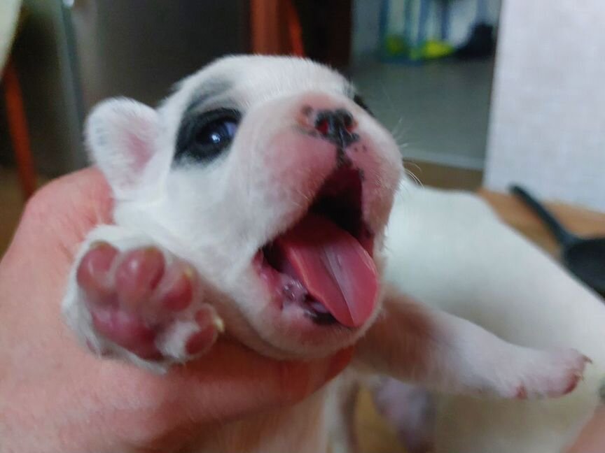 Французский бульдог щенки