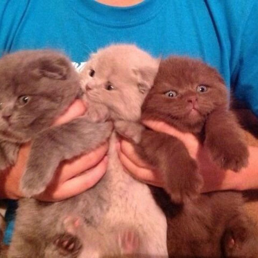 Вислоухие котята