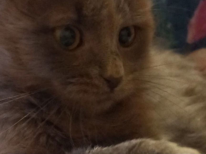 Сибирские котята