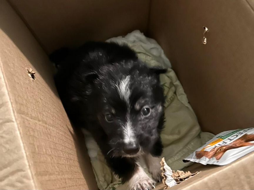 Щенок ищет дом