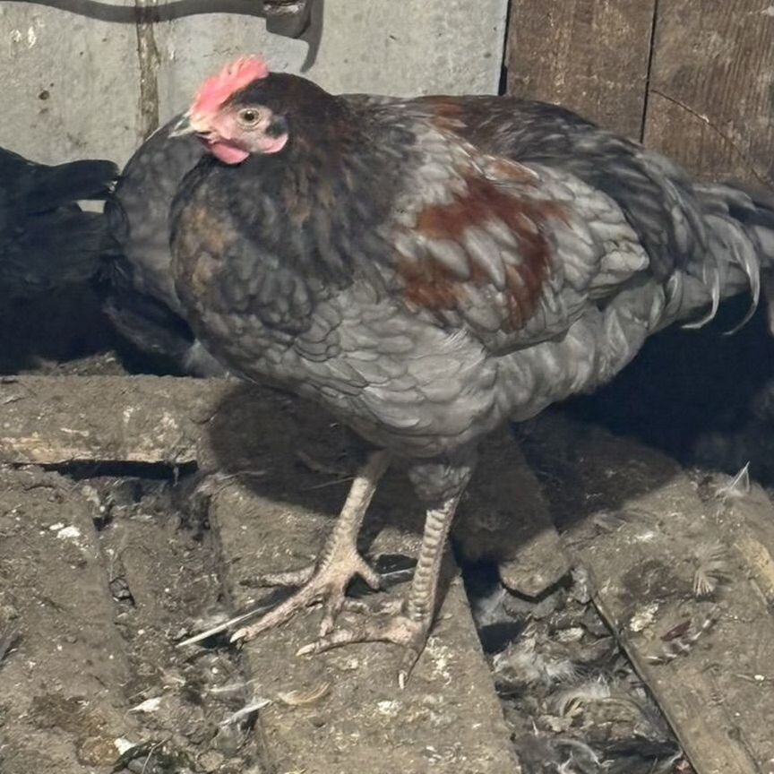 Молодые петухи порода доминант