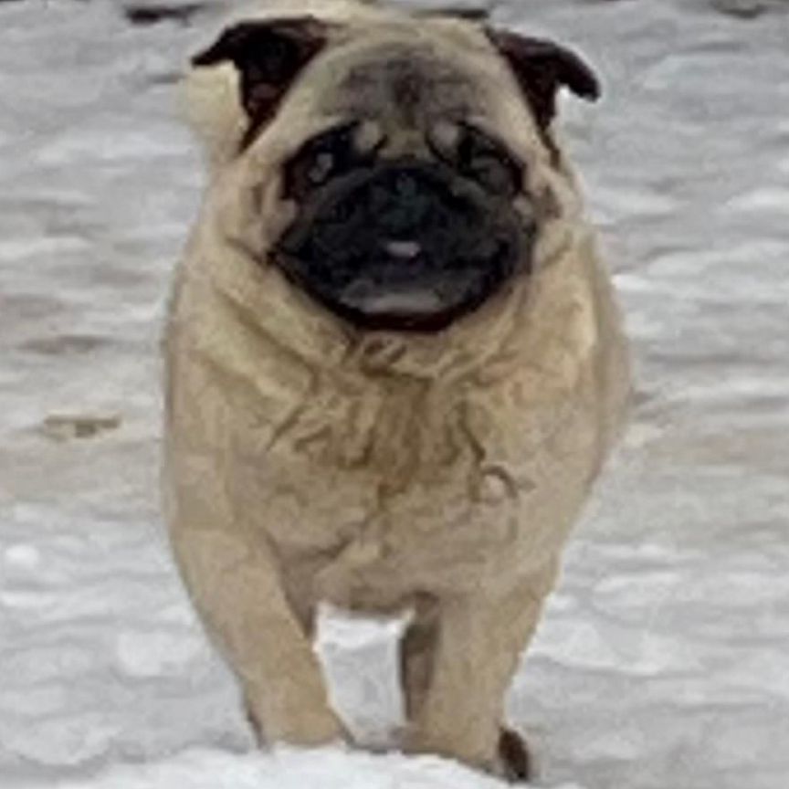 Мопс, взрослая собака