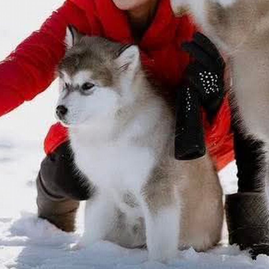 Аляскинский маламут, щенок