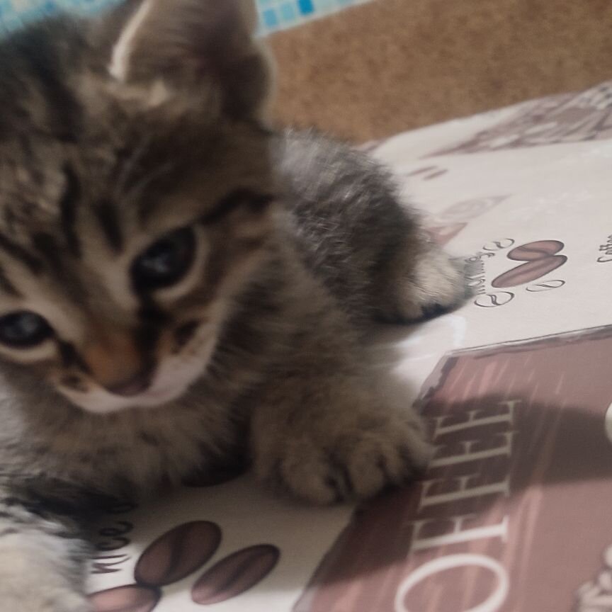 Котята ангорка