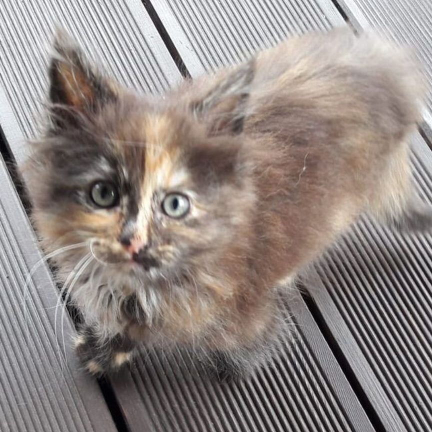 Сибирский котёнок