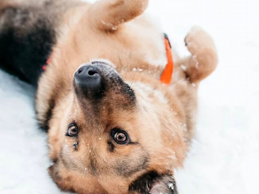 Собака в добрые руки