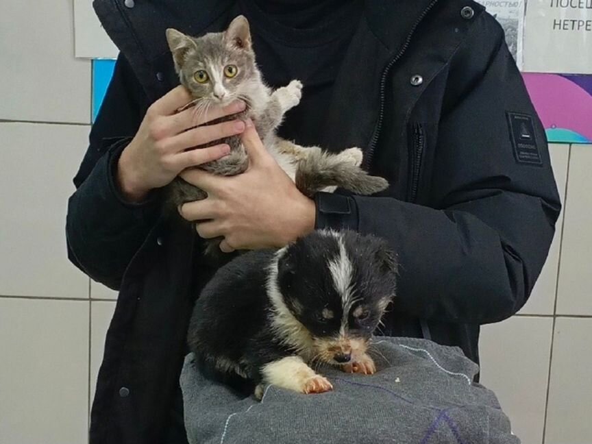 Котятки из отлова ждут свои семьи