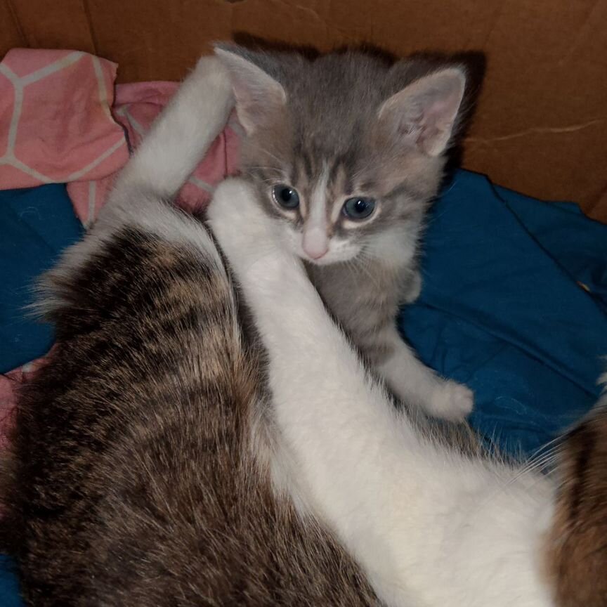 Котята в добрые руки бесплатно