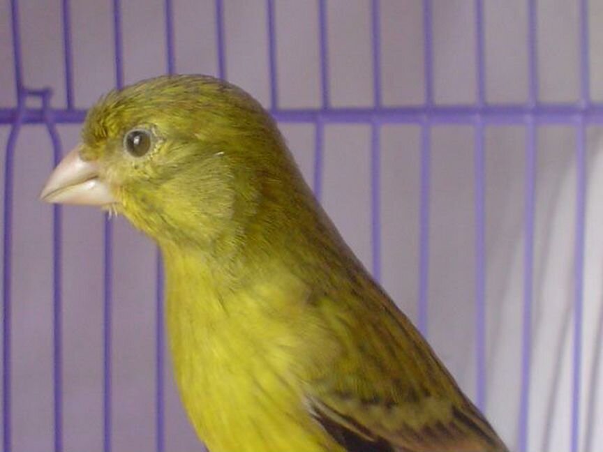 Кенара и канарейки