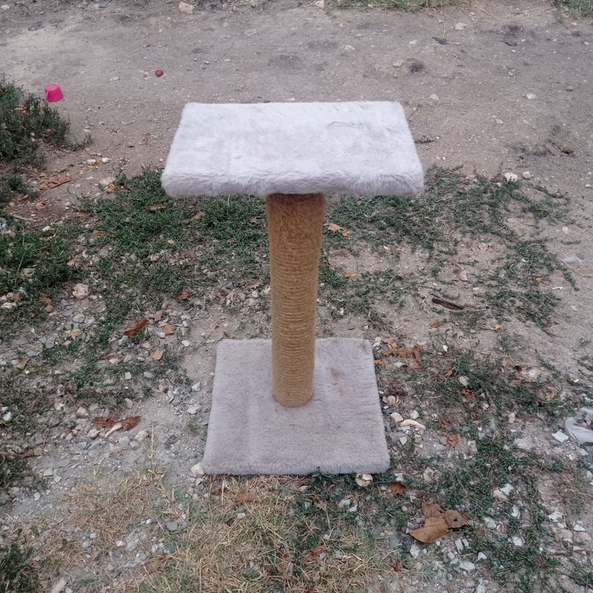 Когтеточка для кошек бесплатно