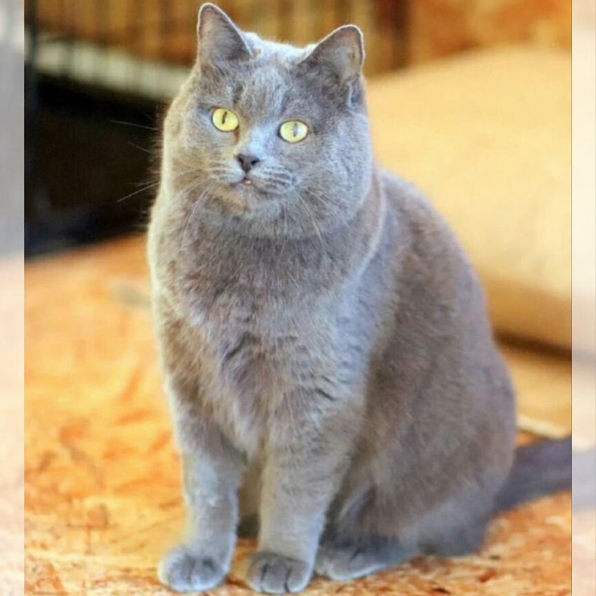 Британская короткошёрстная, взрослая кошка