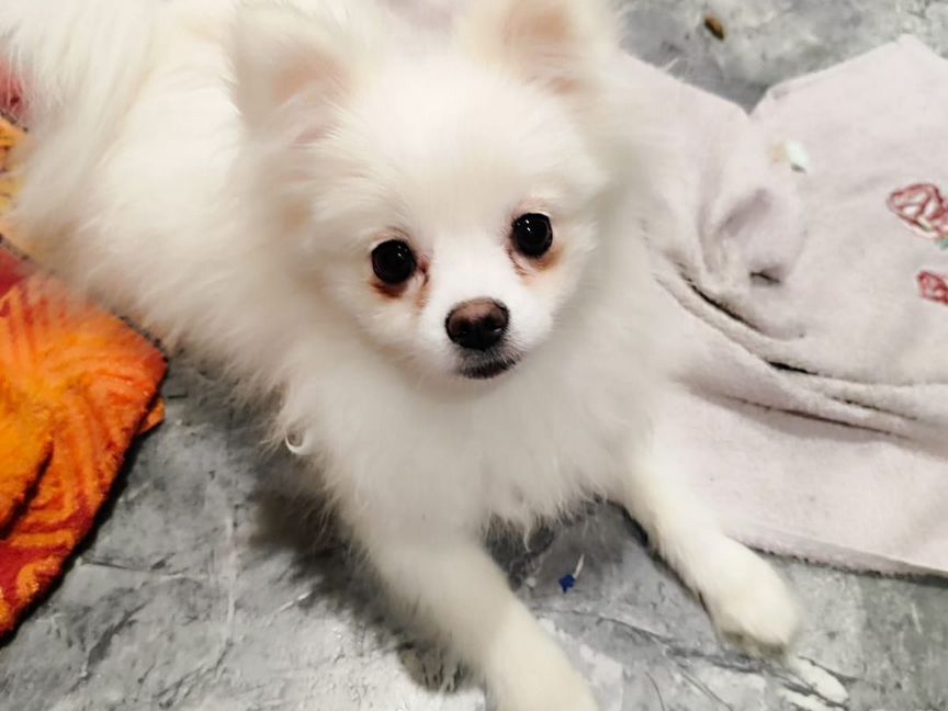 Щенки шпица