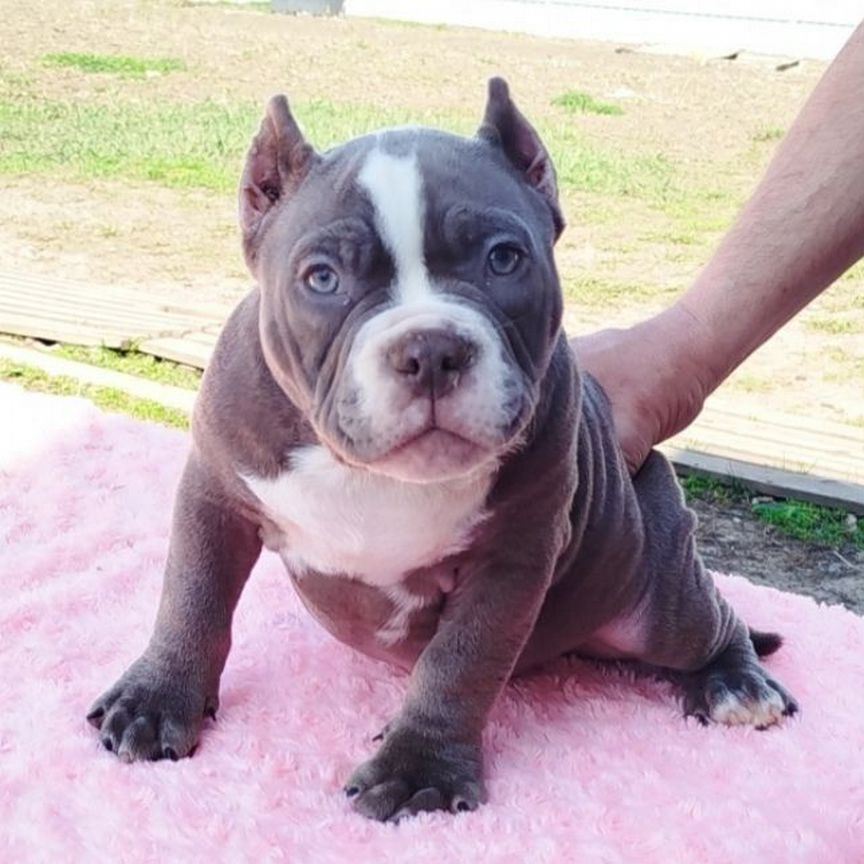 Американский булли