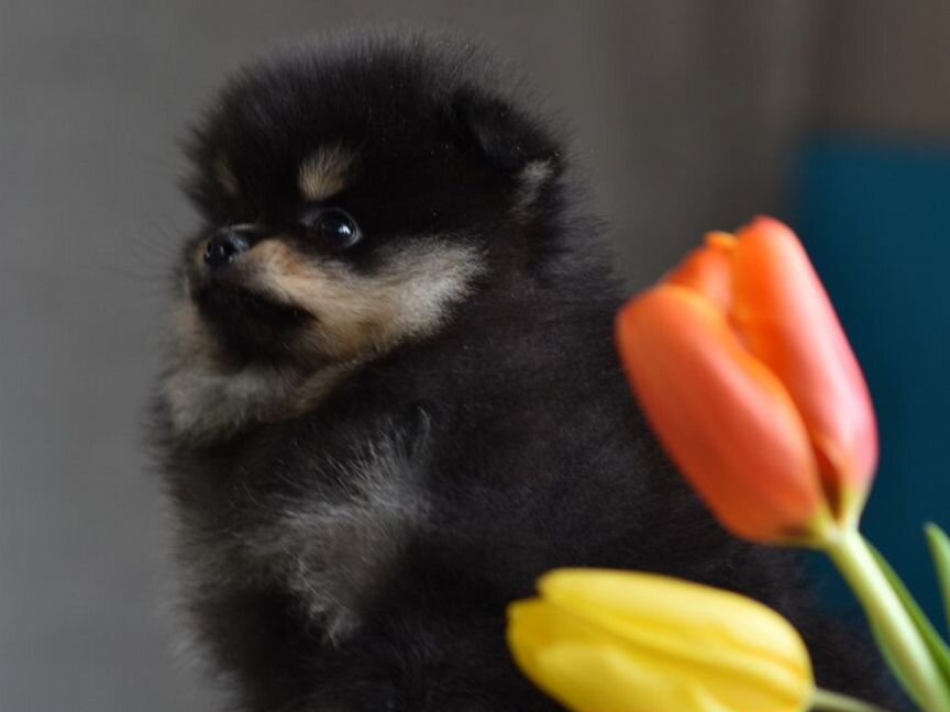 Щенок померанского шпица редкого окраса