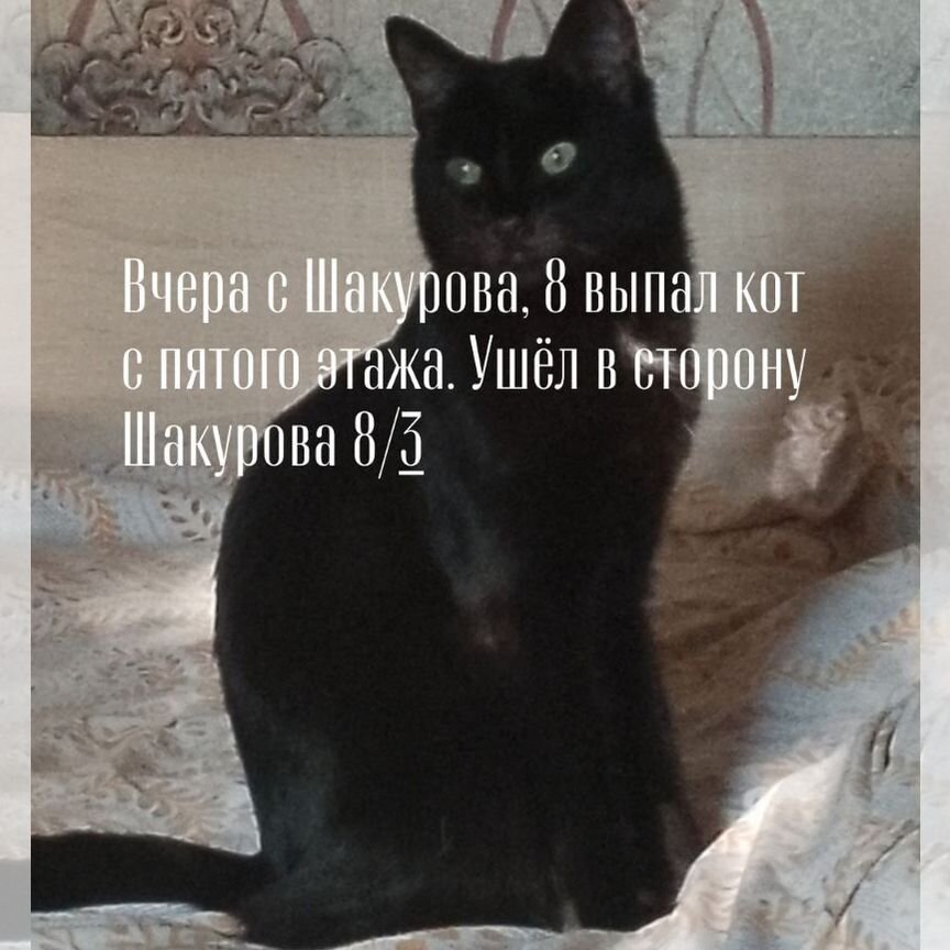 Взрослый кот от частного владельца