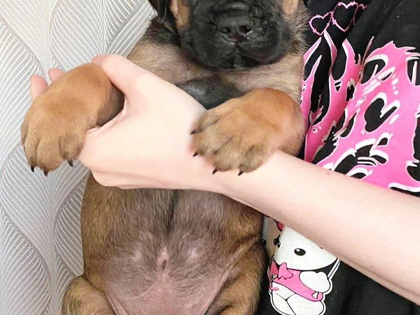 Щенки кане корсо