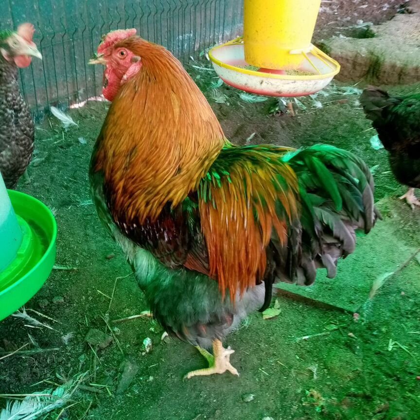 Золотой виандот