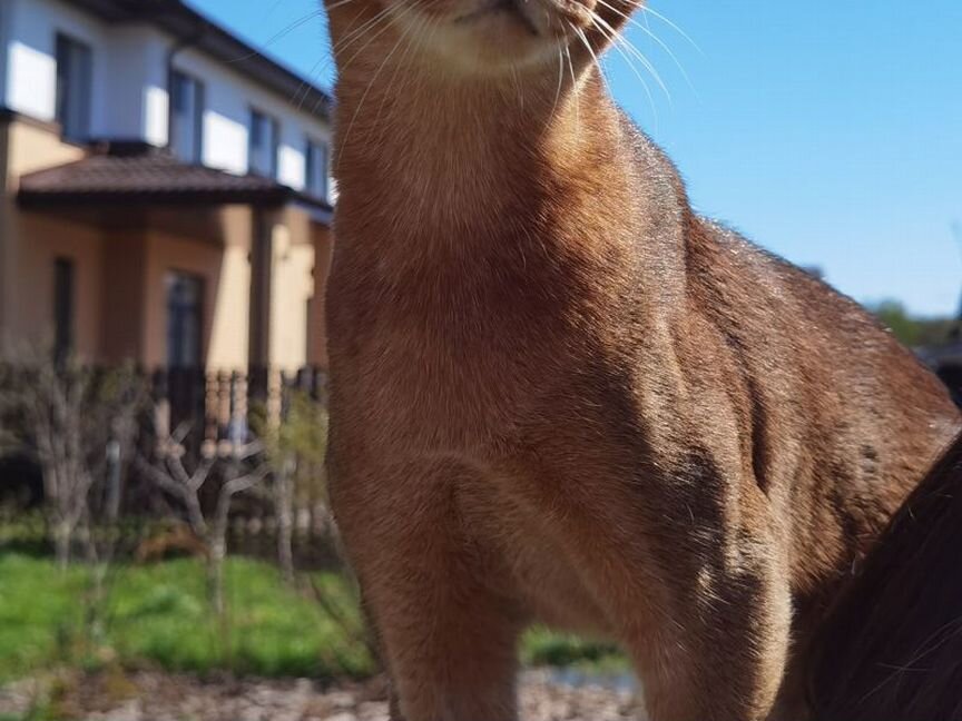 Абиссинские котята дикий окрас