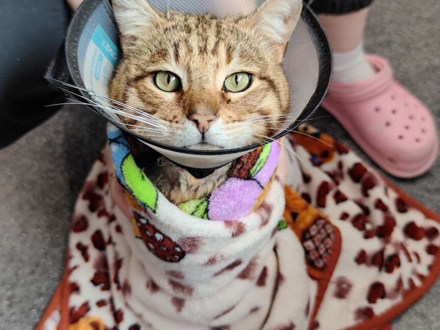 Котик в самые любящие руки