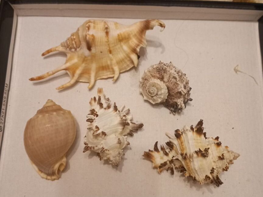 Морские ракушки раковины