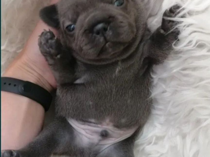 Французский бульдог-голубой солид,abkc