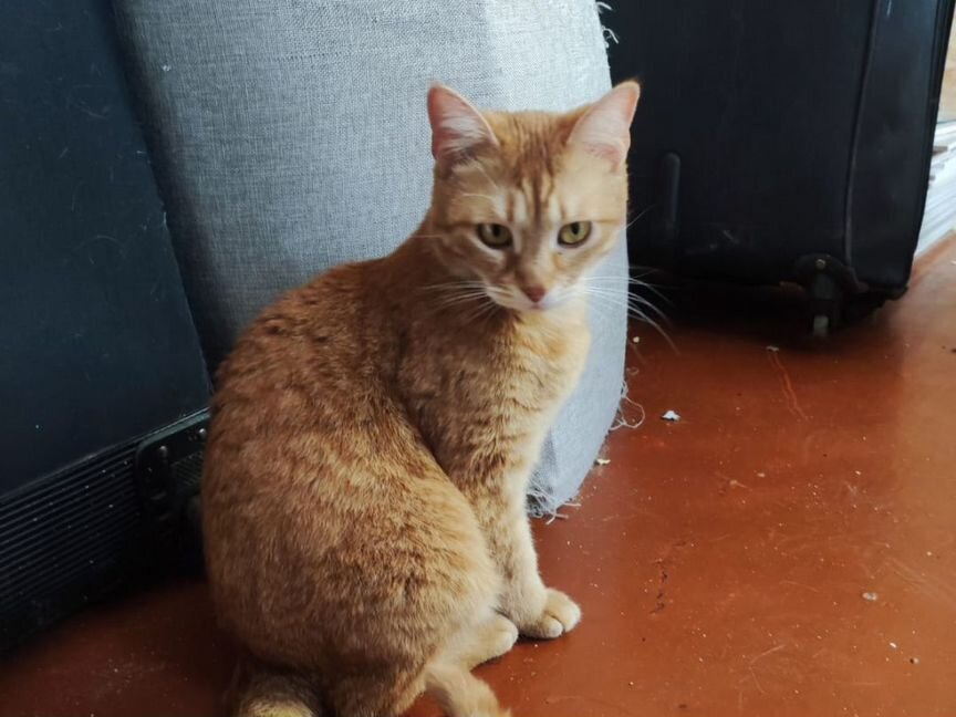 Меня выбросили на улицу, п.ч. я выросла