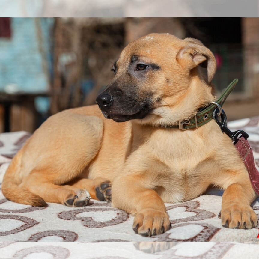 Щенок в добрые руки