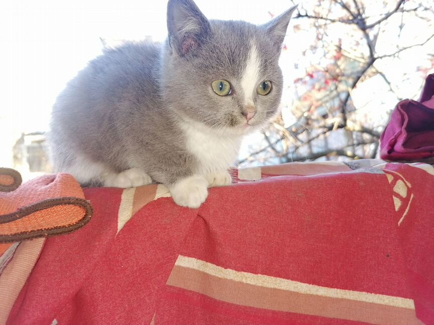 Отдам в добрые руки