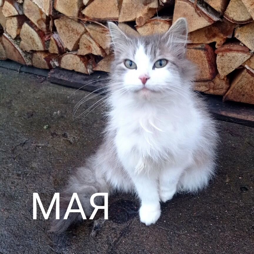 Кошечка ищет дом