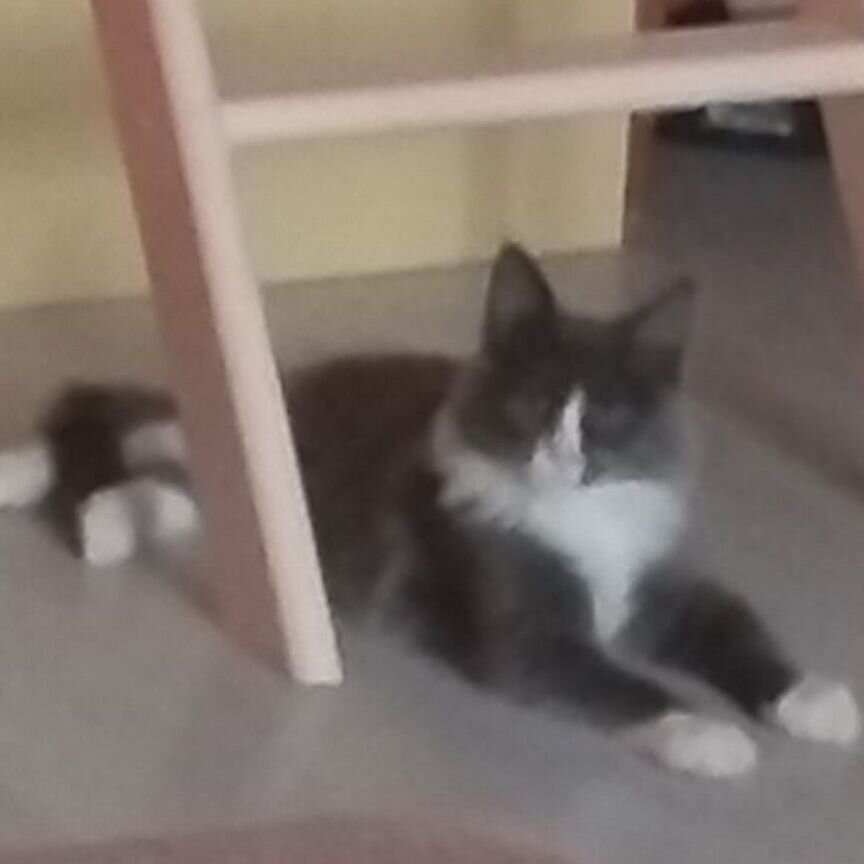 Мейн-кун котёнок