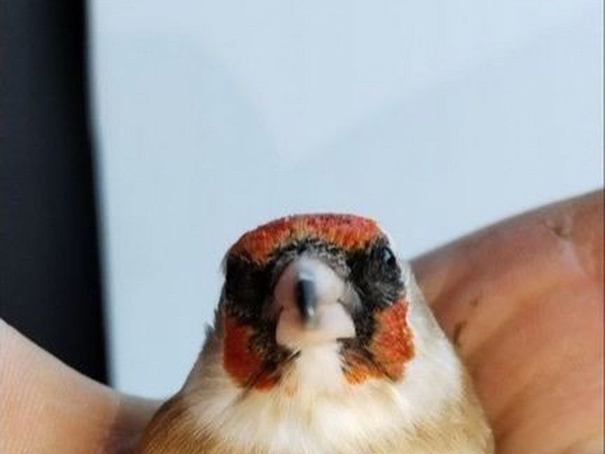 Белобородый щегол