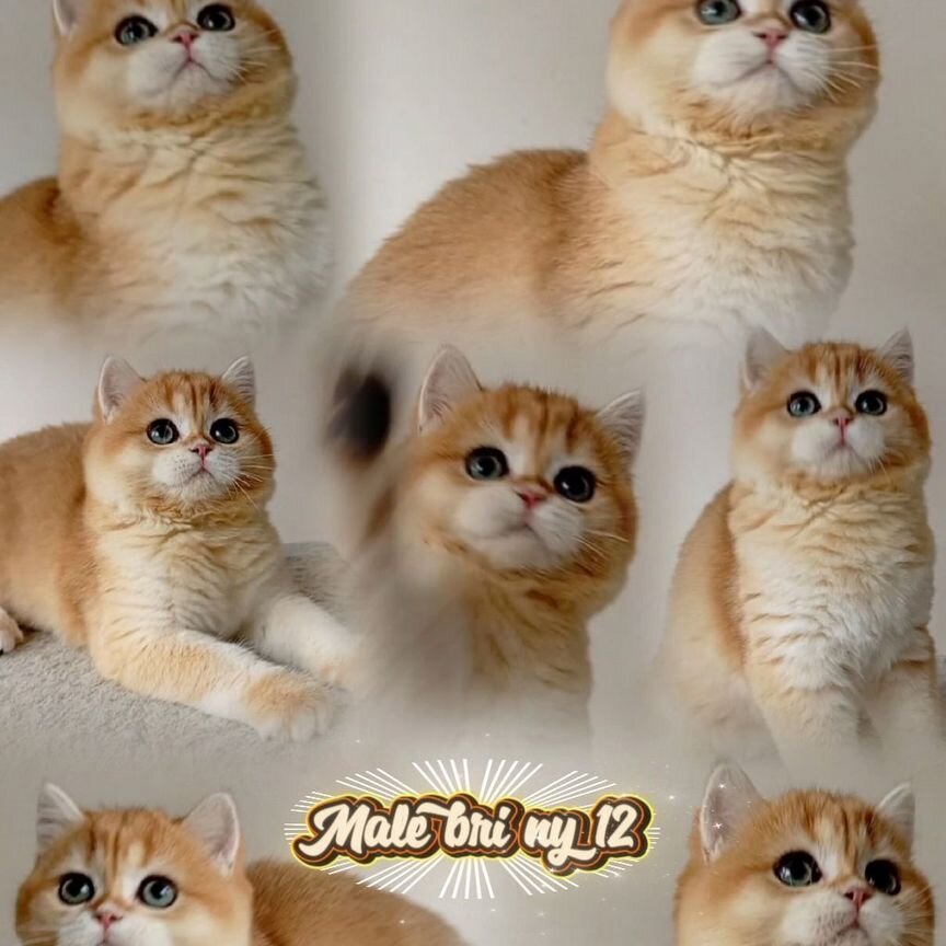 Британский короткошёрстный котёнок