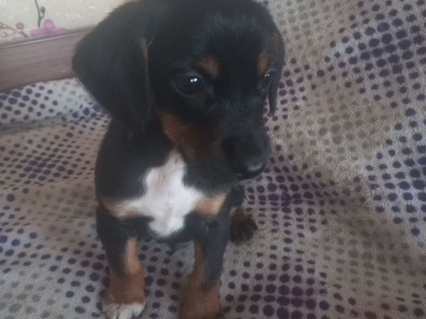 Цвергпинчер