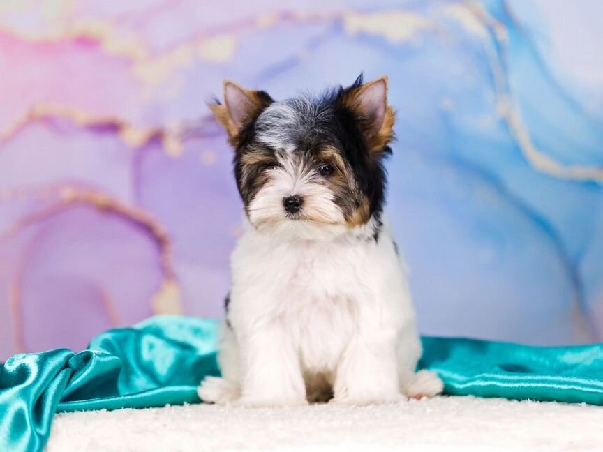 Кукольный мальчик бивера