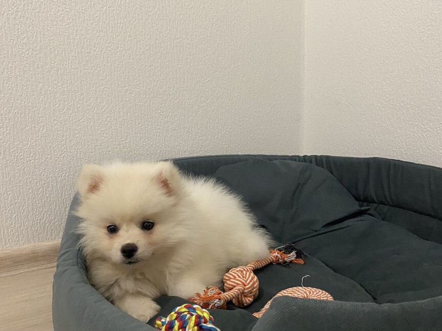 Продам щенка породы Помски